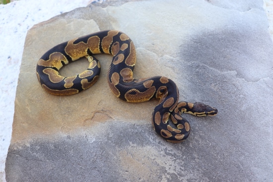 Volta Ball Python by 4Z Exotics