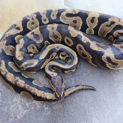 4Z Exotics - MorphMarket