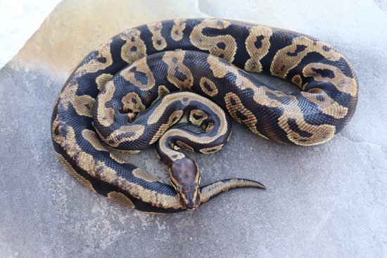 Acid Volta 50% Het Clown Ball Python by 4Z Exotics