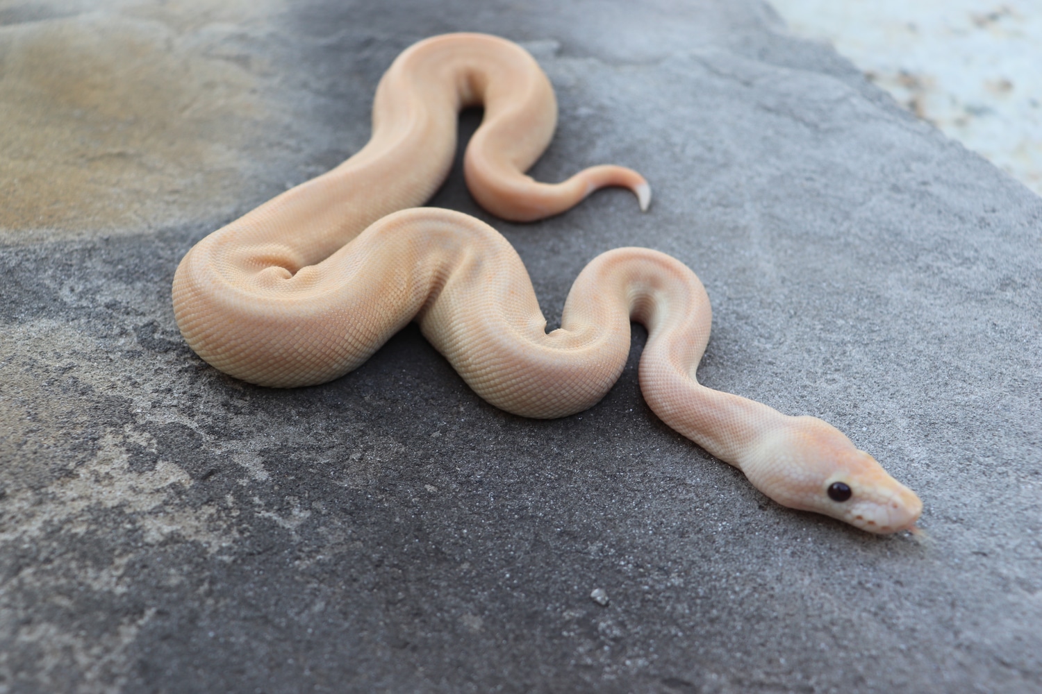 Banana Cinnamon Champagne 66% Het Clown Ball Python by 4Z Exotics ...