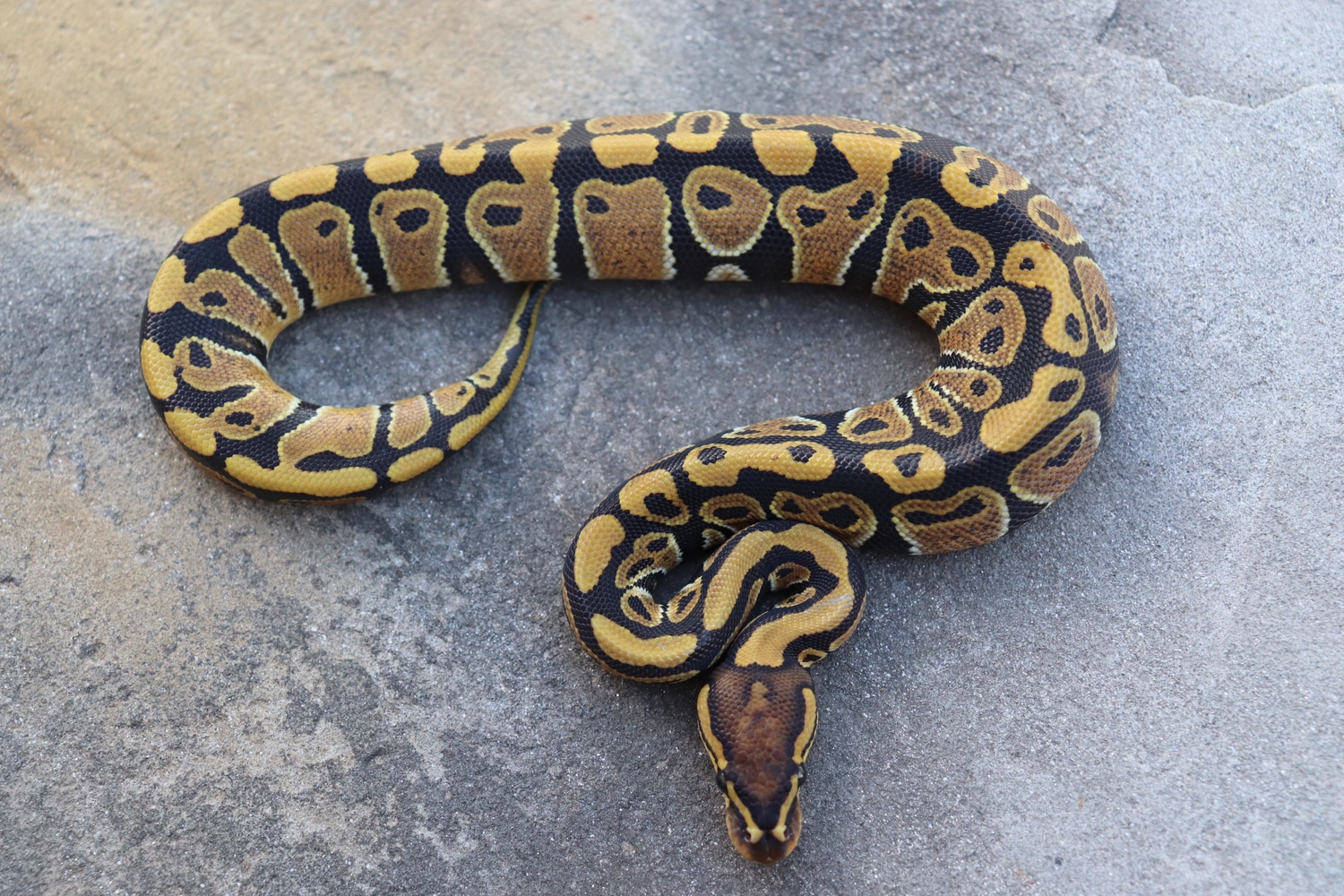 Triple Het Hypo Clown Ultramel Ball Python by 4Z Exotics - MorphMarket