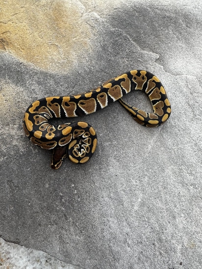 Triple Het Hypo Clown Ultramel Ball Python by 4Z Exotics