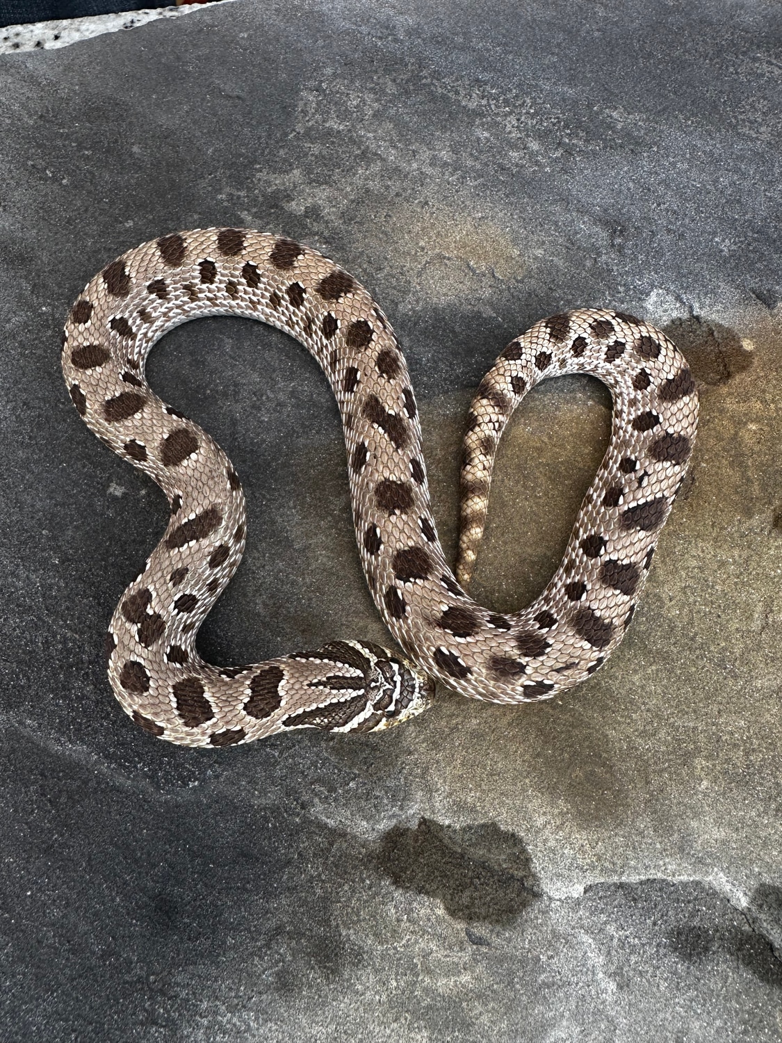 Conda Het Snow Western Hognose by 4Z Exotics - MorphMarket