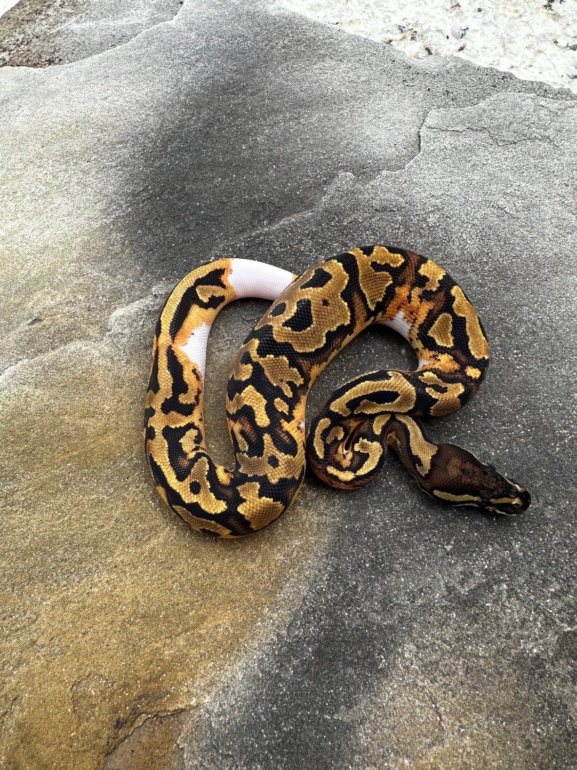Hurricane Pied Ball Python by 4Z Exotics - MorphMarket