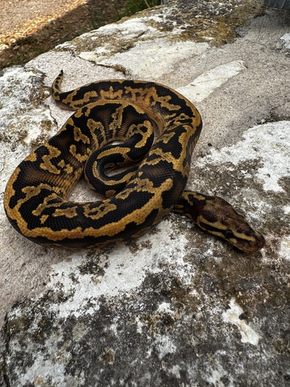 2023 Fire Leopard Acid Calico Pos Het Clown Volta Line Ball Python by 4Z Exotics