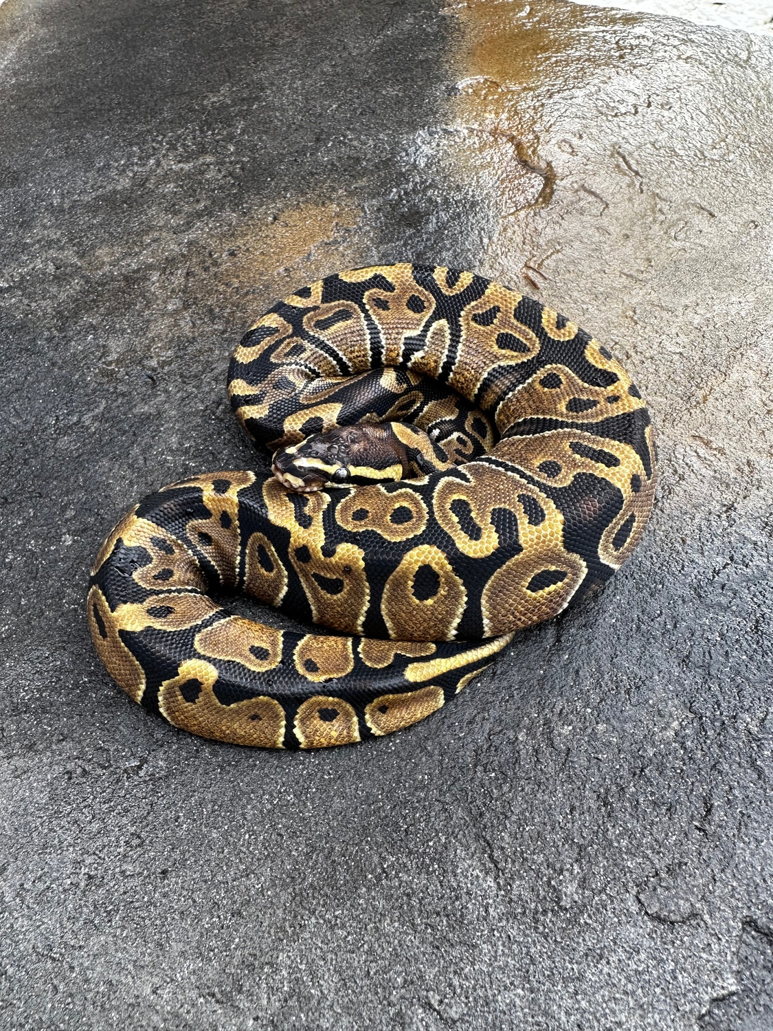 Mystic Scaleless Head Ball Python by 4Z Exotics - MorphMarket