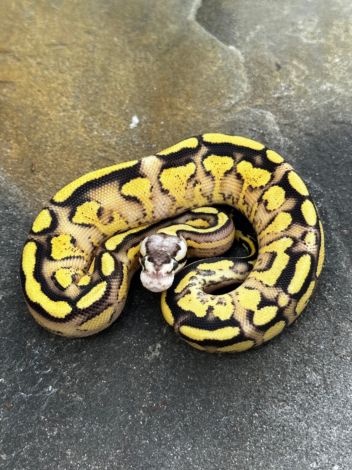 Pastel Specter Gravel Or Asphalt Ball Python by 4Z Exotics - MorphMarket
