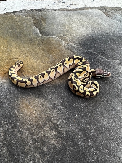 Pastel Lesser Scaleless Head Ball Python by 4Z Exotics