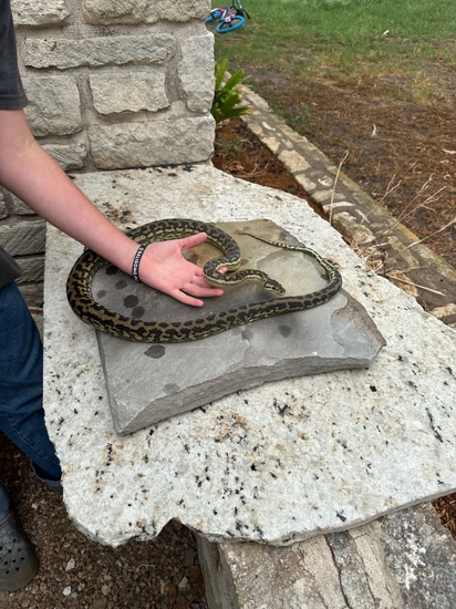Red Coastal Carpet Python by 4Z Exotics