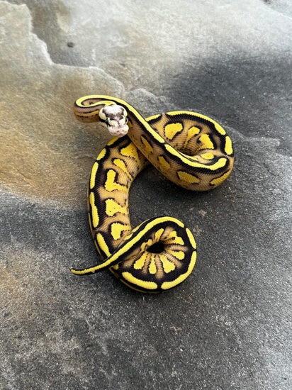 Pastel Specter Gravel Or Asphalt Ball Python by 4Z Exotics