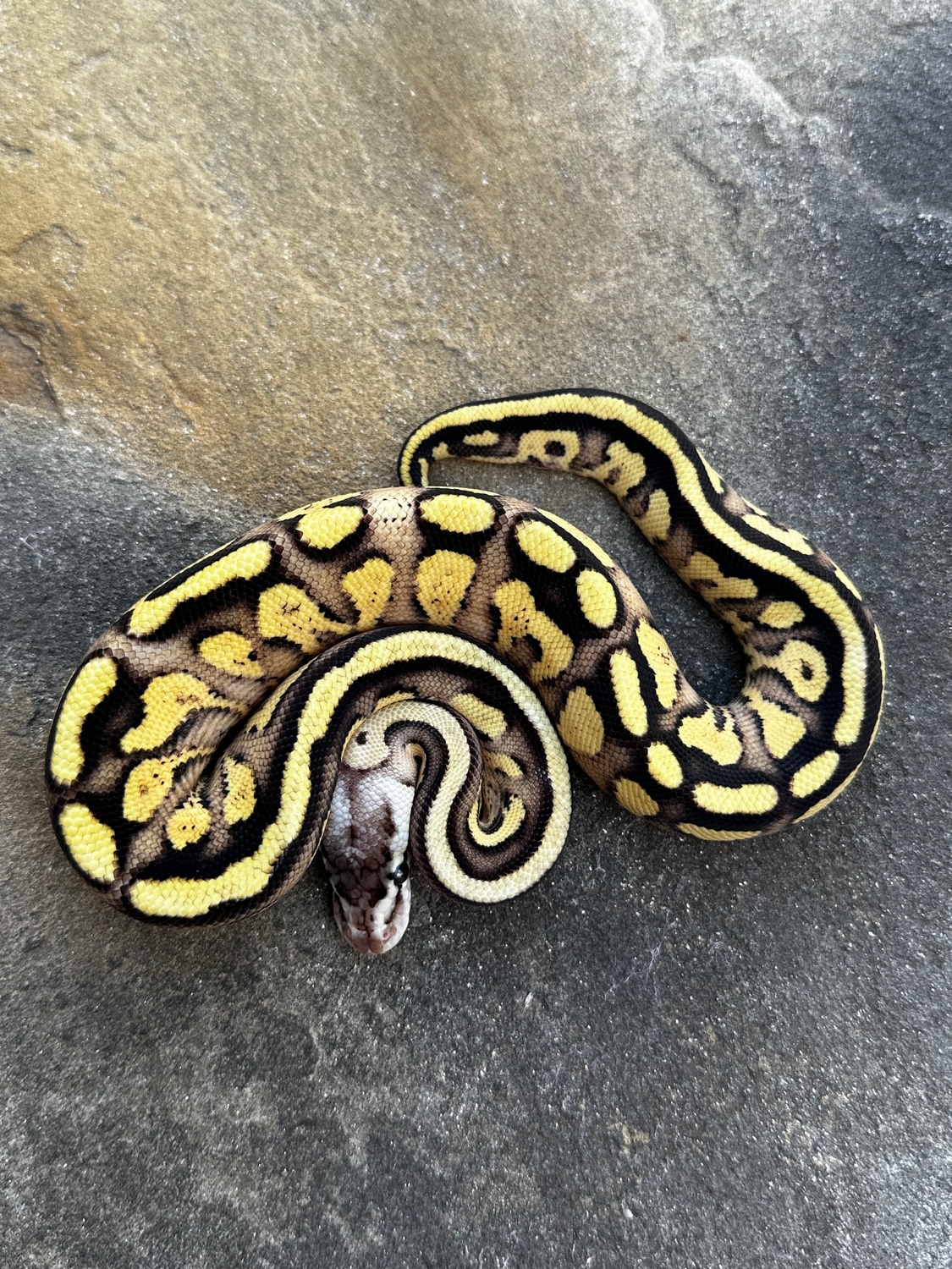 Pastel Specter Gravel Or Asphalt Ball Python by 4Z Exotics - MorphMarket