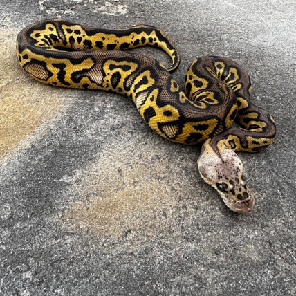 4Z Exotics - MorphMarket