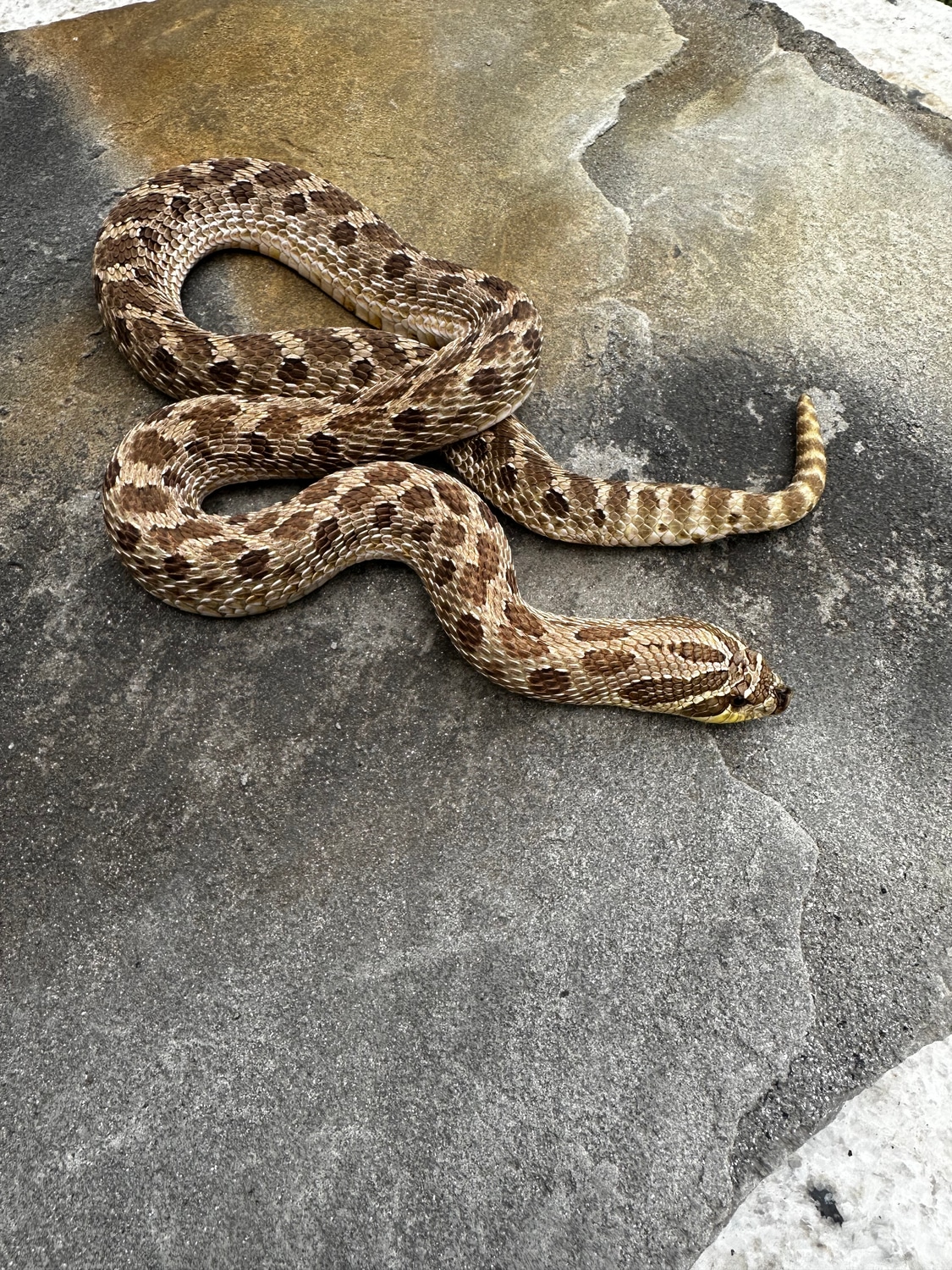 Het Toxic Western Hognose by 4Z Exotics - MorphMarket