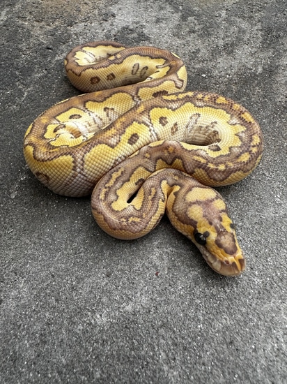 Hypo Lesser Clown Ball Python by 4Z Exotics