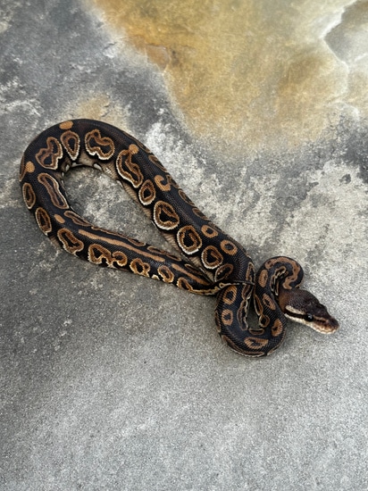 Black Pastel Poss Het Clown Volta Line Ball Python by 4Z Exotics