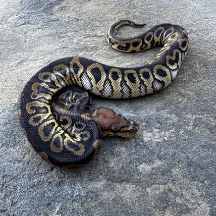 4Z Exotics - MorphMarket