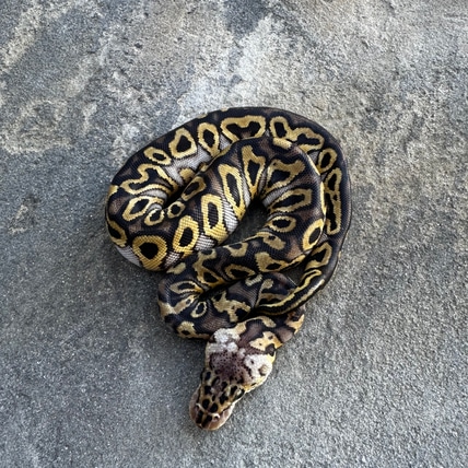 4Z Exotics - MorphMarket