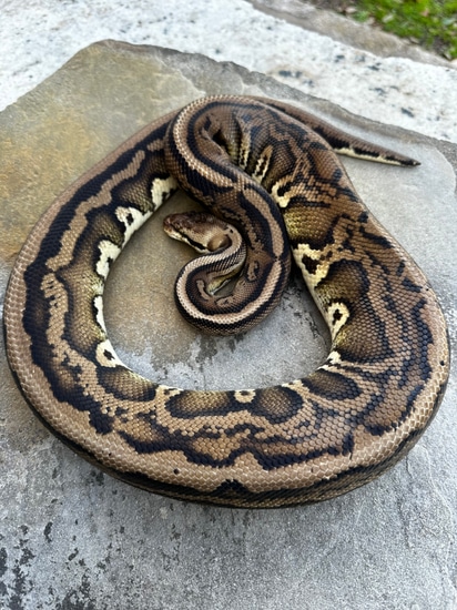Pastel Stranger Leopard Het Clown Ball Python by 4Z Exotics