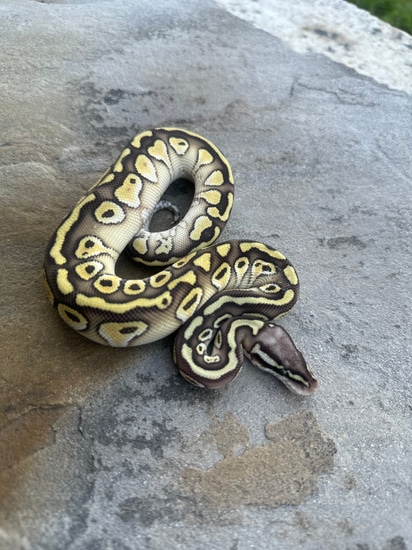 Pastel Lesser Double Het Hypo Clown Ball Python by 4Z Exotics