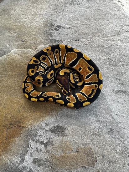 Blackhead Red Gene Ball Python by 4Z Exotics