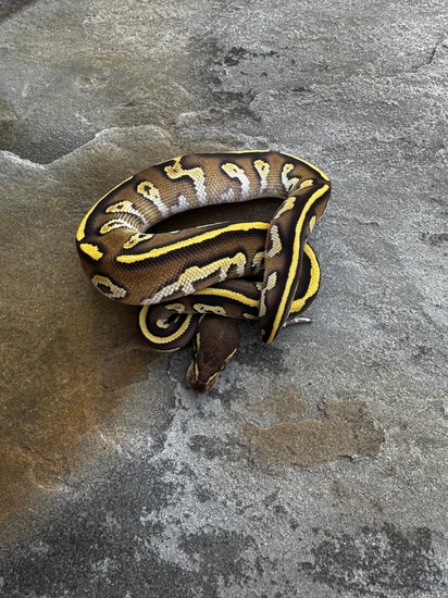 Blackhead Mojave Red Gene Possible Ringer Gene Ball Python by 4Z Exotics