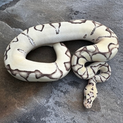 4Z Exotics - MorphMarket