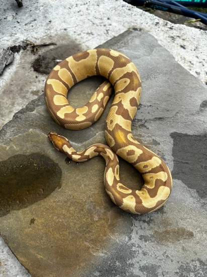 Ultramel Ball Python by 4Z Exotics
