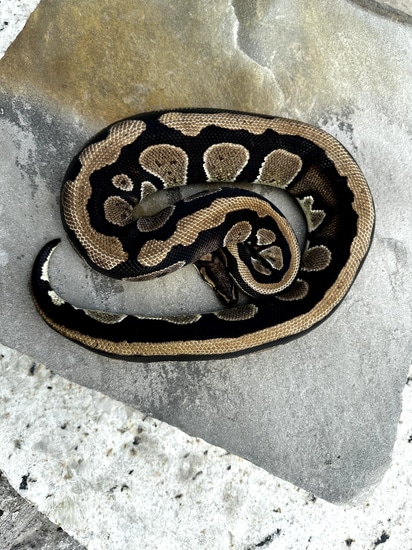 2021 Dinker "MD145" Ball Python by 4Z Exotics