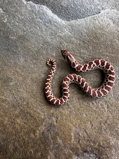 RBE Pastel DH Mai Tai Western Hognose by 4Z Exotics