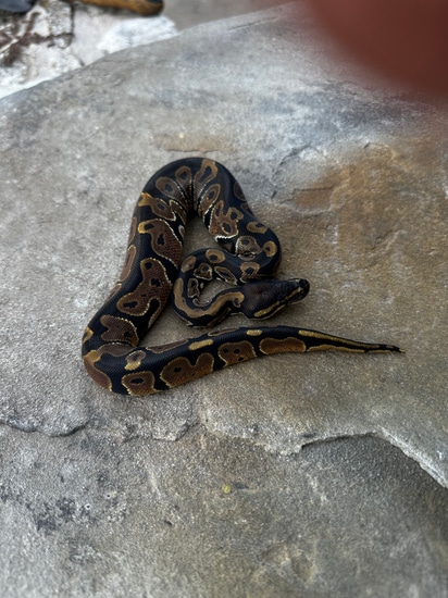 Volta Ball Python by 4Z Exotics