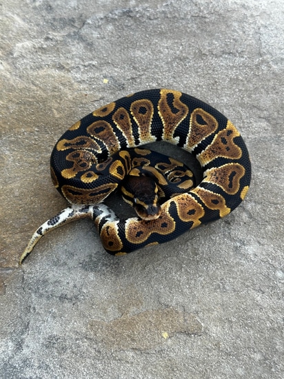 Volta Ball Python by 4Z Exotics
