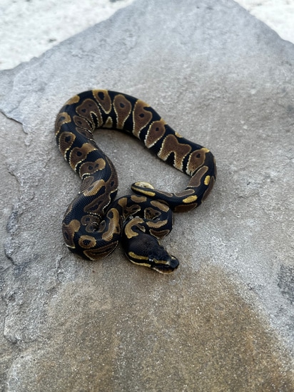 Volta Ball Python by 4Z Exotics