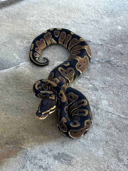 Volta Ball Python by 4Z Exotics