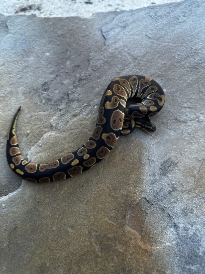 Volta Ball Python by 4Z Exotics