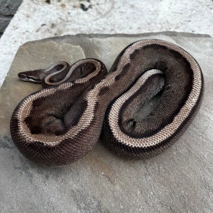 4Z Exotics - MorphMarket