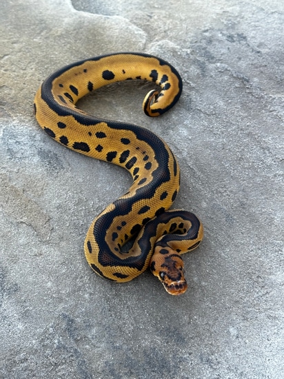 Super Red Stripe Leopard Clown Ball Python by 4Z Exotics