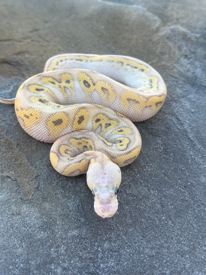 High Intensity Orange Dream Super Pastel Fire Mystic Calico Clown Ball ...