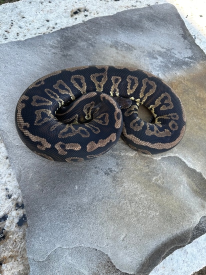 Black Pastel Confusion Ball Python by 4Z Exotics