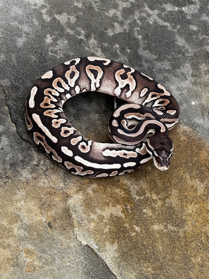 Cinnamon Mystic Scaleless Head Ball Python by 4Z Exotics