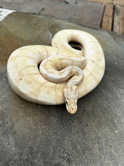 Bumblebee Banana Het Clown " Female Maker" Ball Python by 4Z Exotics