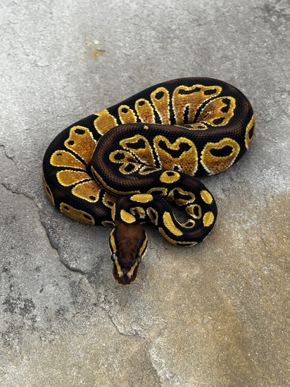 Bongo Het Hypo " PET ONLY Ball Python by 4Z Exotics