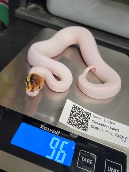 Spied Ball Python by Perfect Storm Pythons LLC