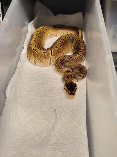 Calico Enchi Pinstripe Ball Python by Perfect Storm Pythons LLC