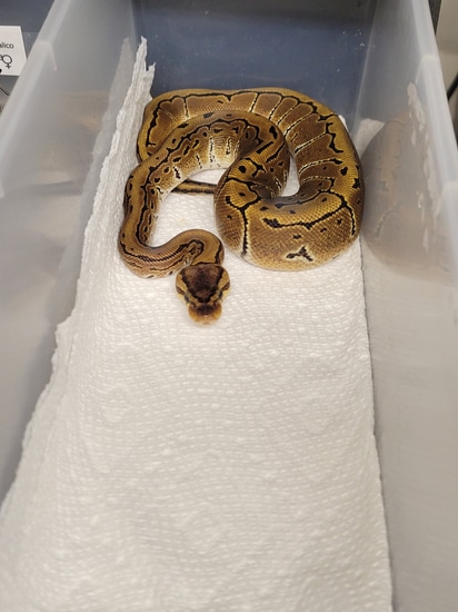Pinstripe Enchi Ball Python by Perfect Storm Pythons LLC