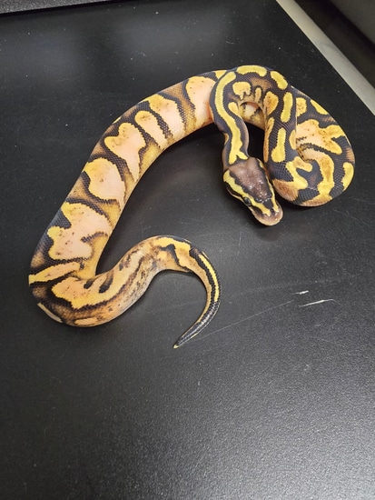 Pastel Calico Ball Python by Perfect Storm Pythons LLC