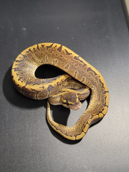 Ghi Enchi Pinstripe Ball Python by Perfect Storm Pythons LLC