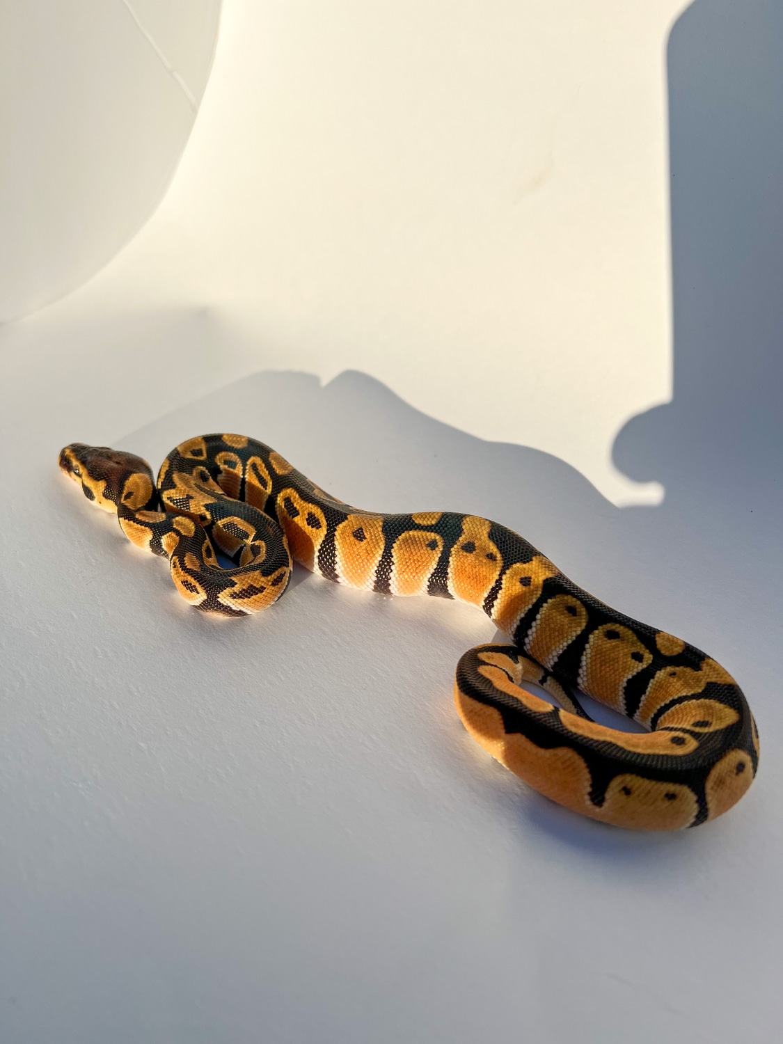 Super Orange Dream Ball Python by Perfect Circle Snakes - MorphMarket