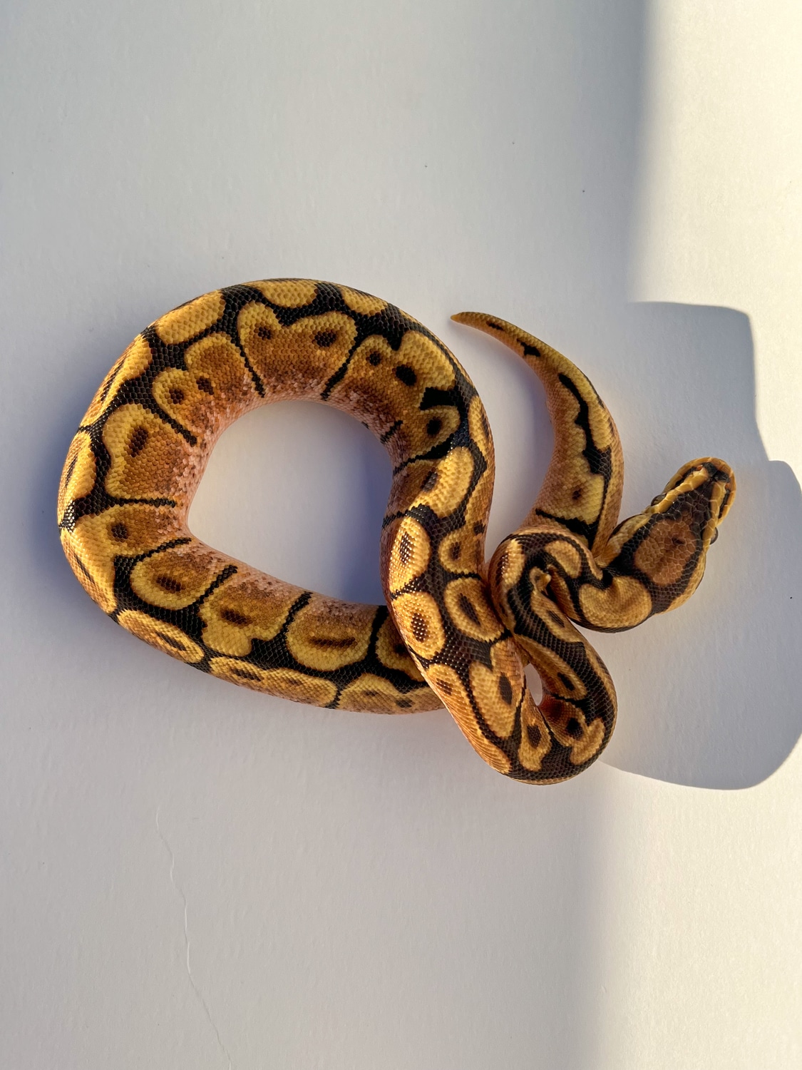 Orange Dream Spider Ball Python by Perfect Circle Snakes - MorphMarket