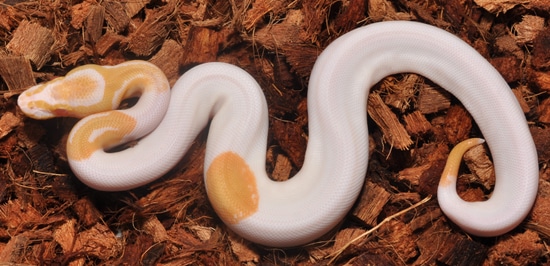 Albino Pied- Ball Python by Perfect Predators