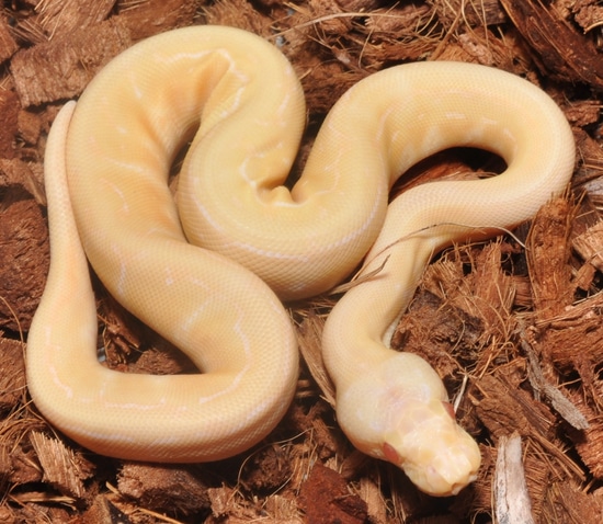 Albino Lemon Blast Ball Python by Perfect Predators